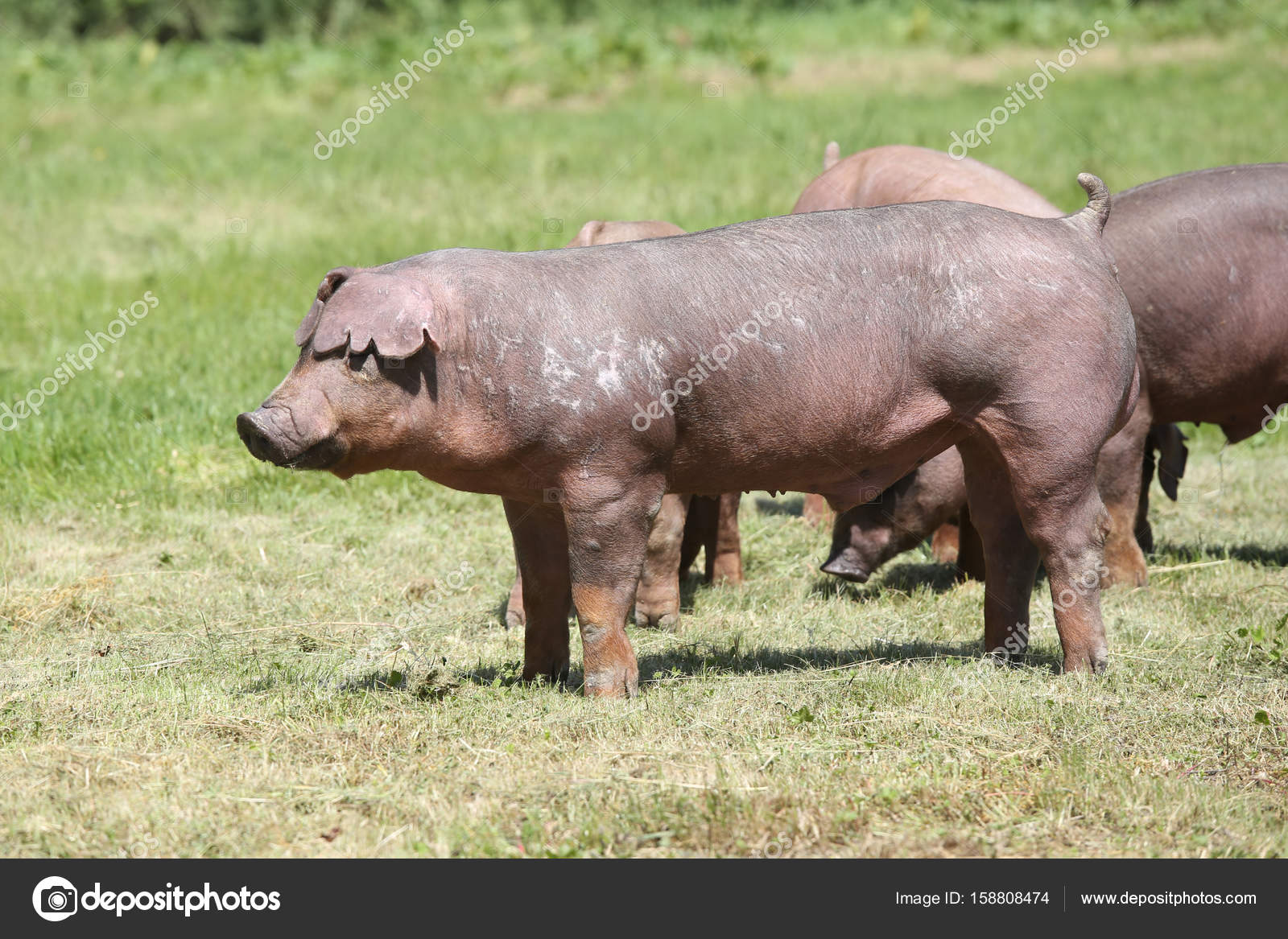 Cerdo de raza Duroc posando en granja de animales en pastos — Foto de ...