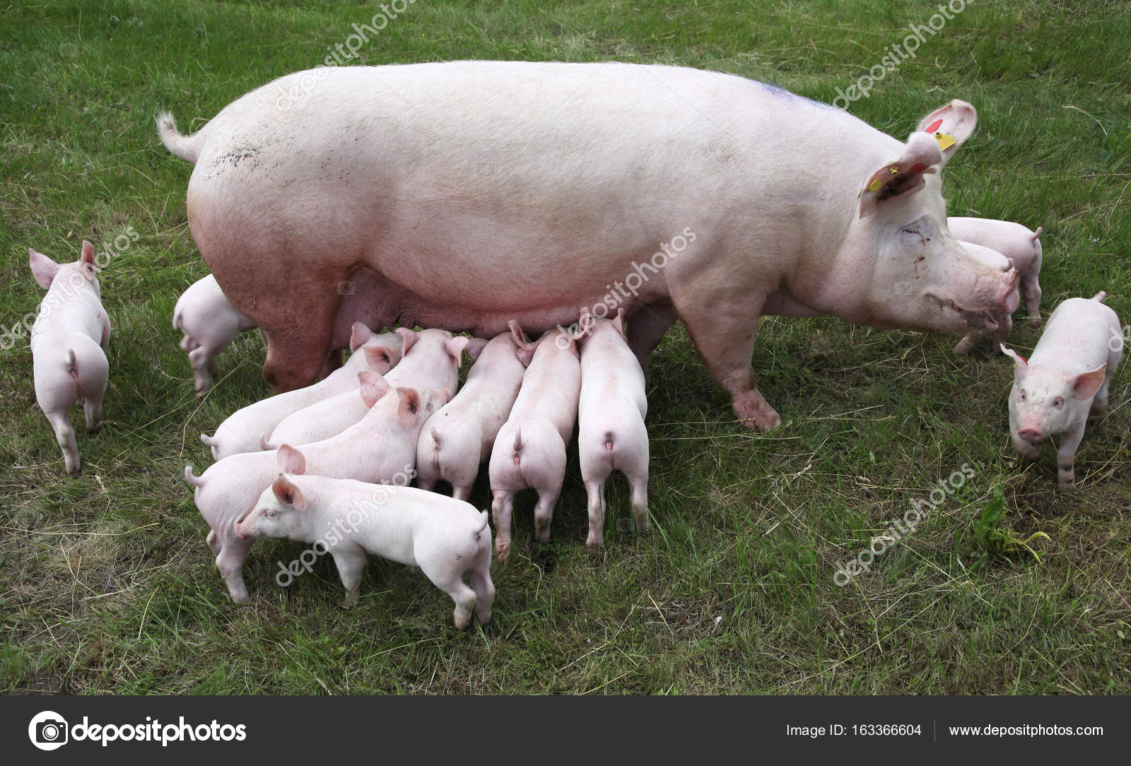 Little pigs breast-feeding closeup at animal farm rural scene su ...