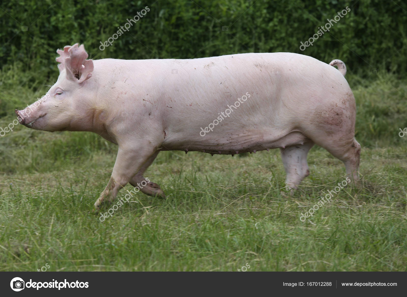 Young pig running on the summer meadow Stock Photo by ©accept001 167012288