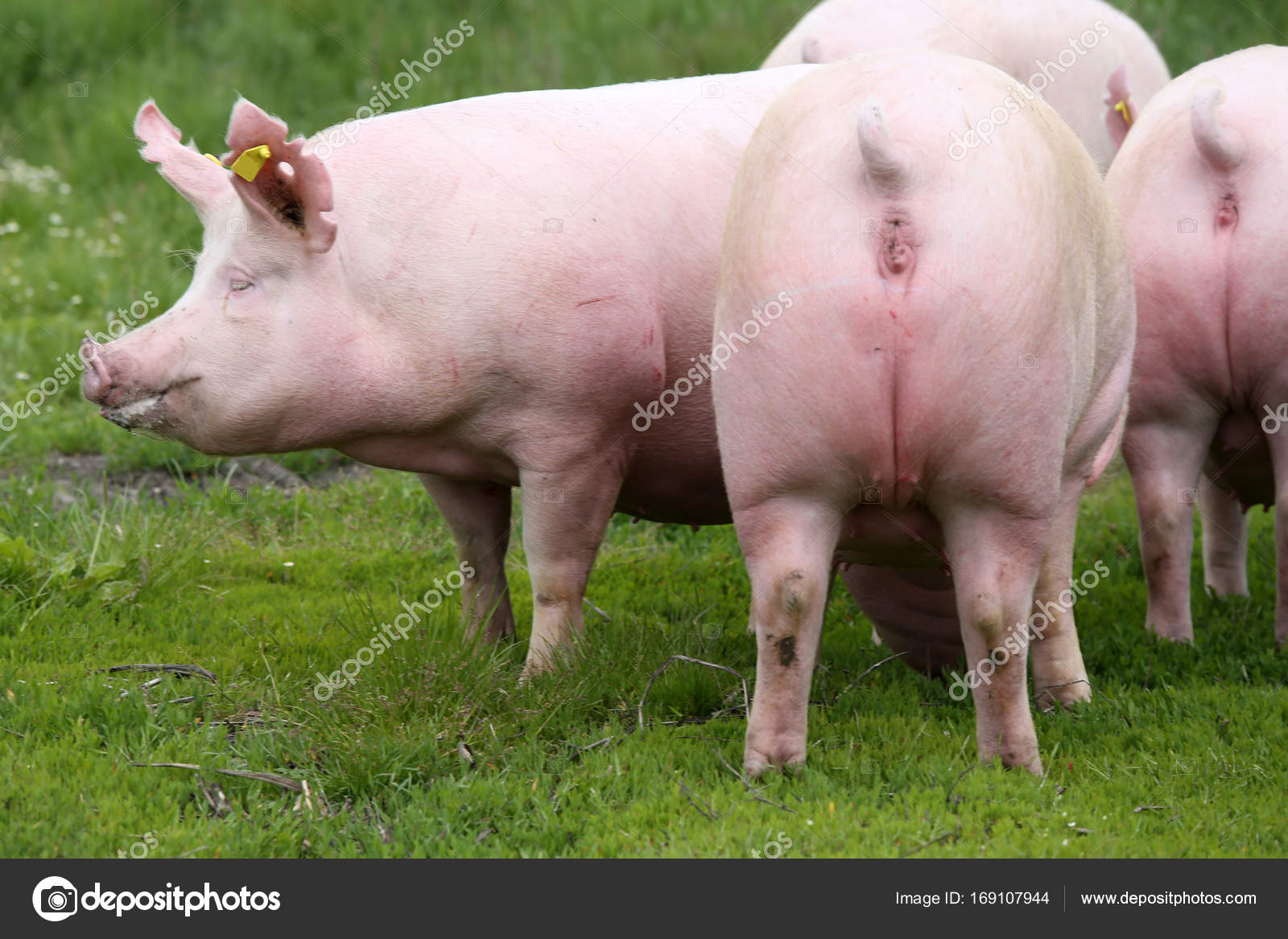 Group of pink colored young sows on summer pasture Stock Photo by ...