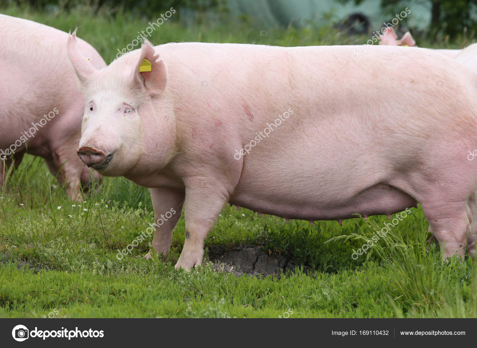 Cerdo de cerda grande y gordo pastando en pastos de verano — Foto de ...