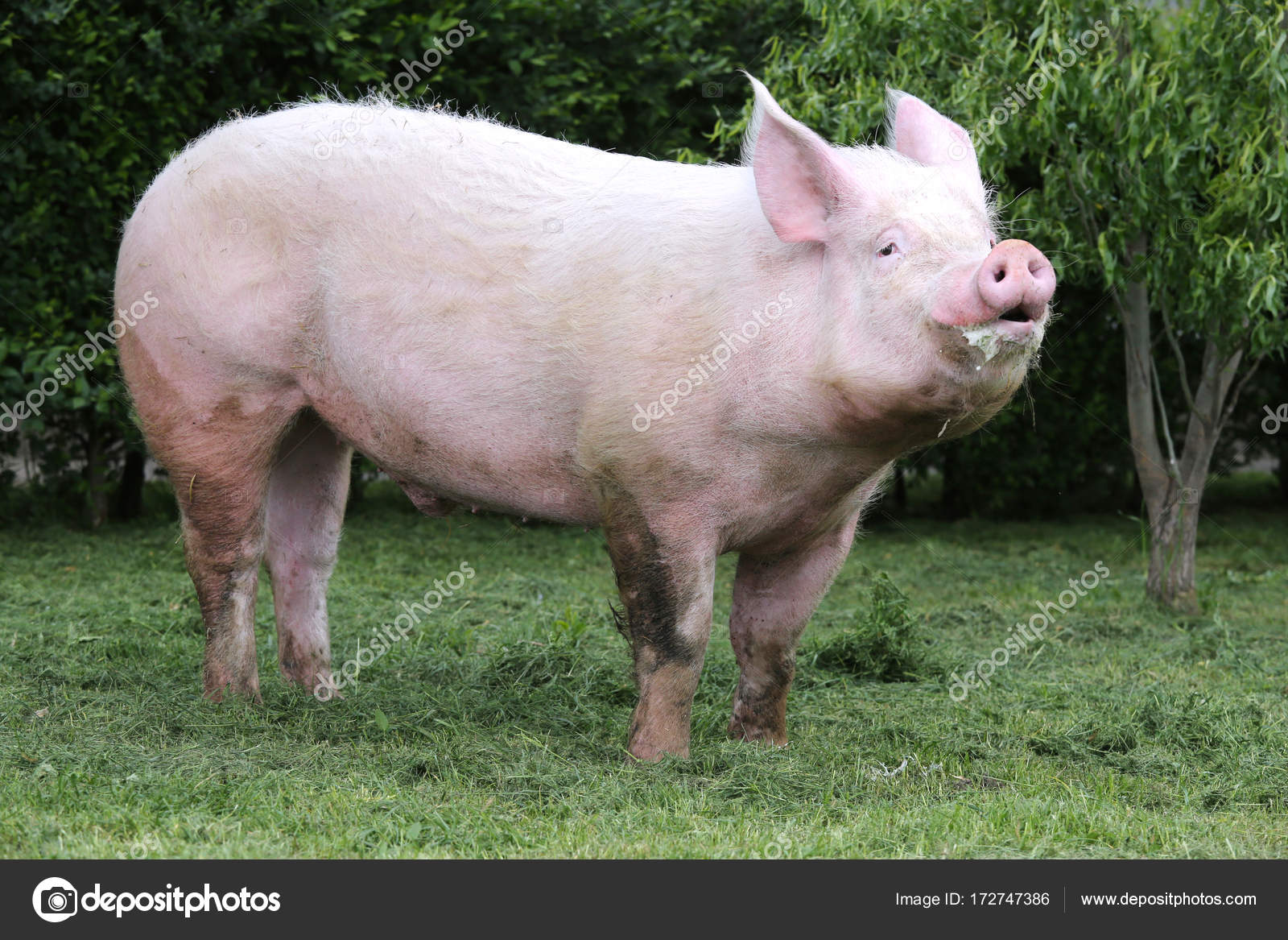 Side view photo of a young domestic pig sow on animal farm summer time ...