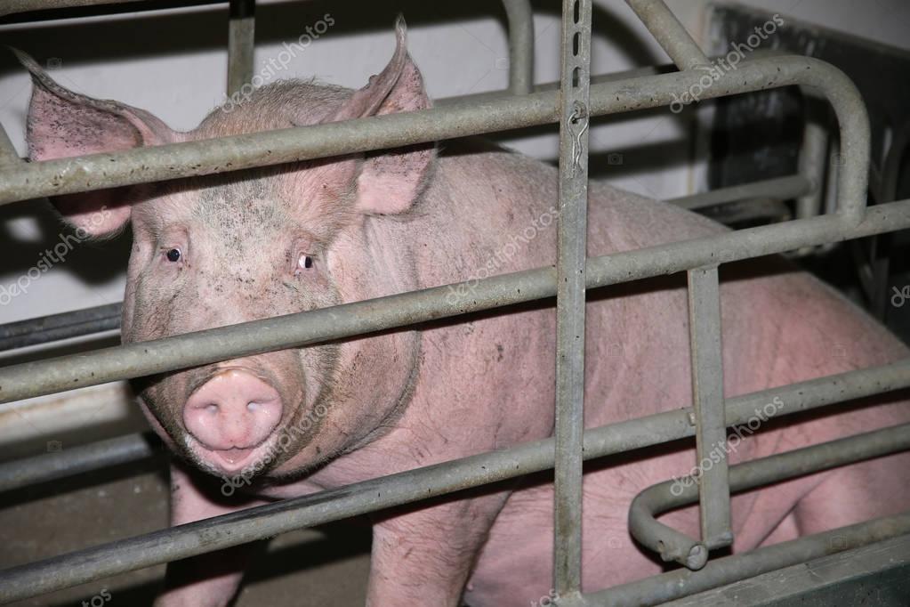 Cerdas embarazadas viven en una granja de animales 2024