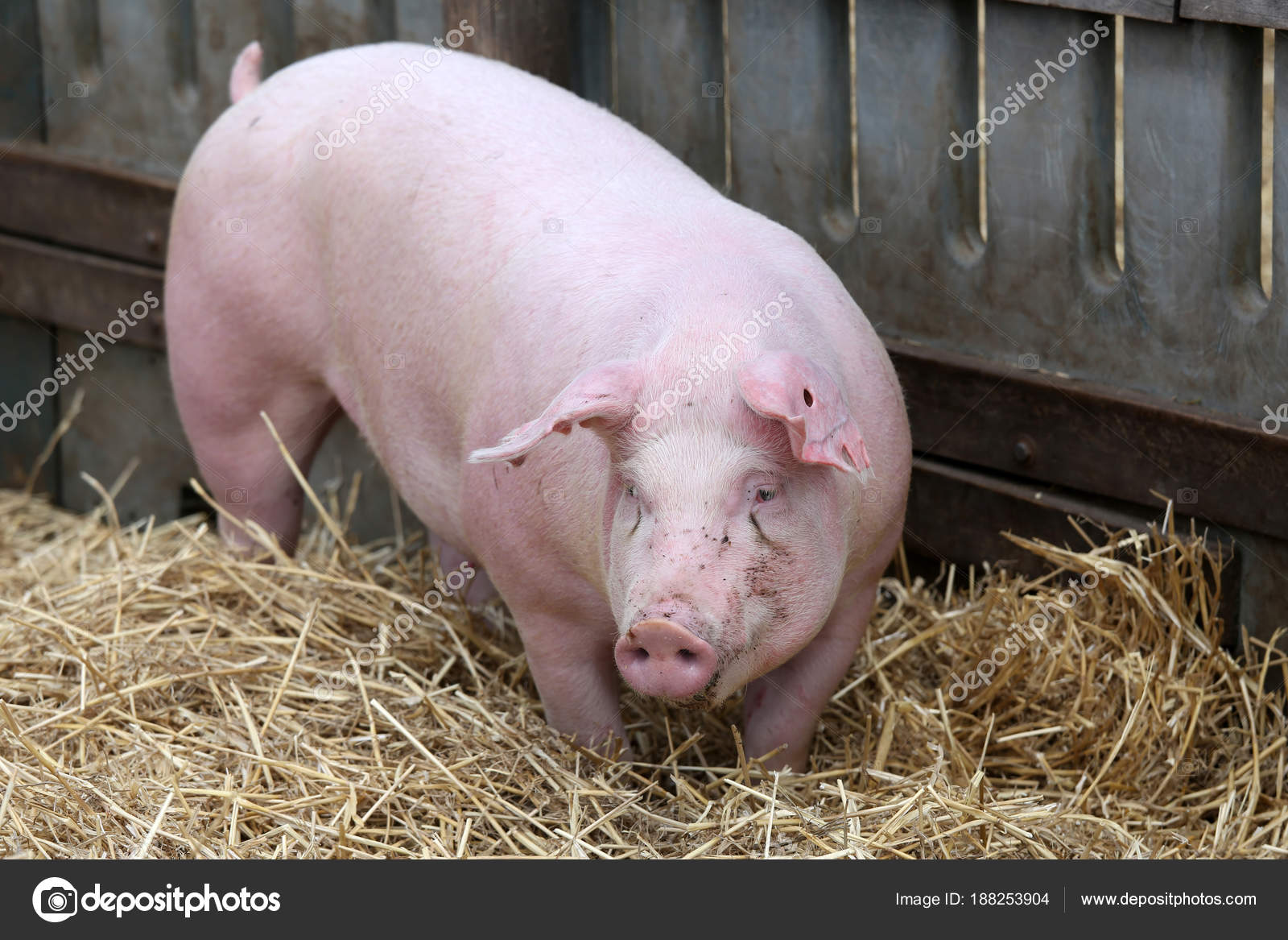 Poderosa cerda corre sobre heno fresco en el cerdito: fotografía de ...