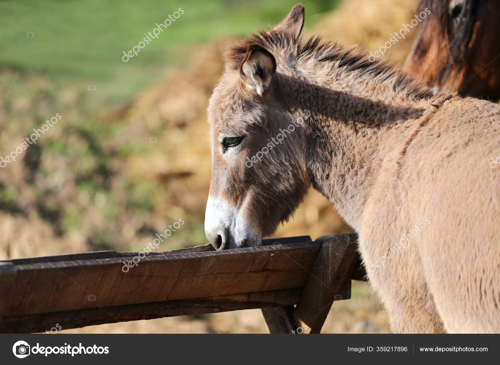Beautiful Healthy Young Donkey Head Shot Closeup — Stock Photo ...