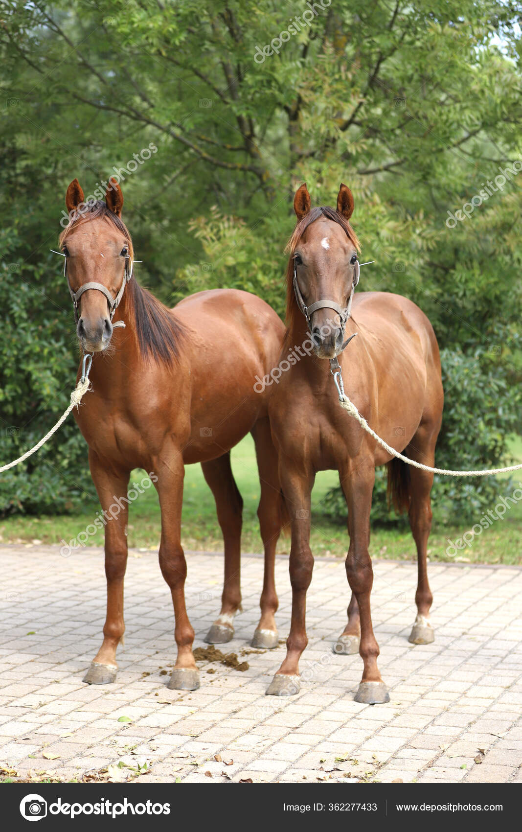 Two Beautiful Young Thoroughbred Foals Waiting New Owners Breeders ...