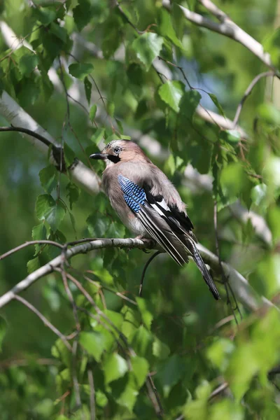 Blue jay family Stock Photos, Royalty Free Blue jay family Images ...