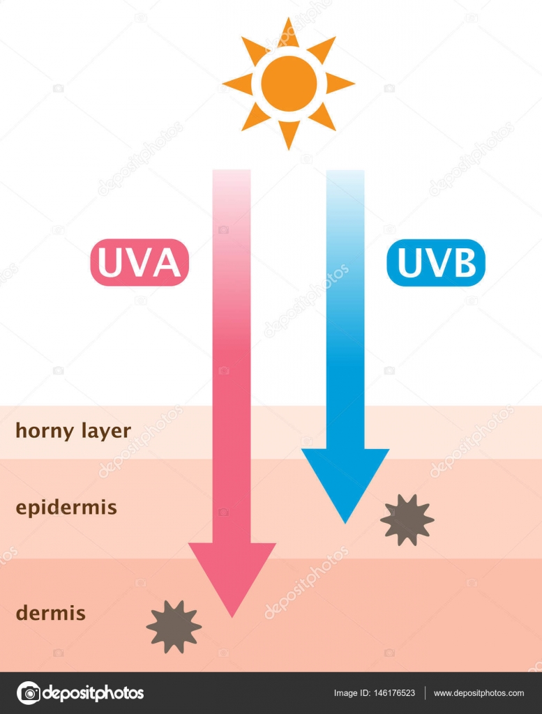 Infographic skin illustration. the difference between UVA and UVB rays ...
