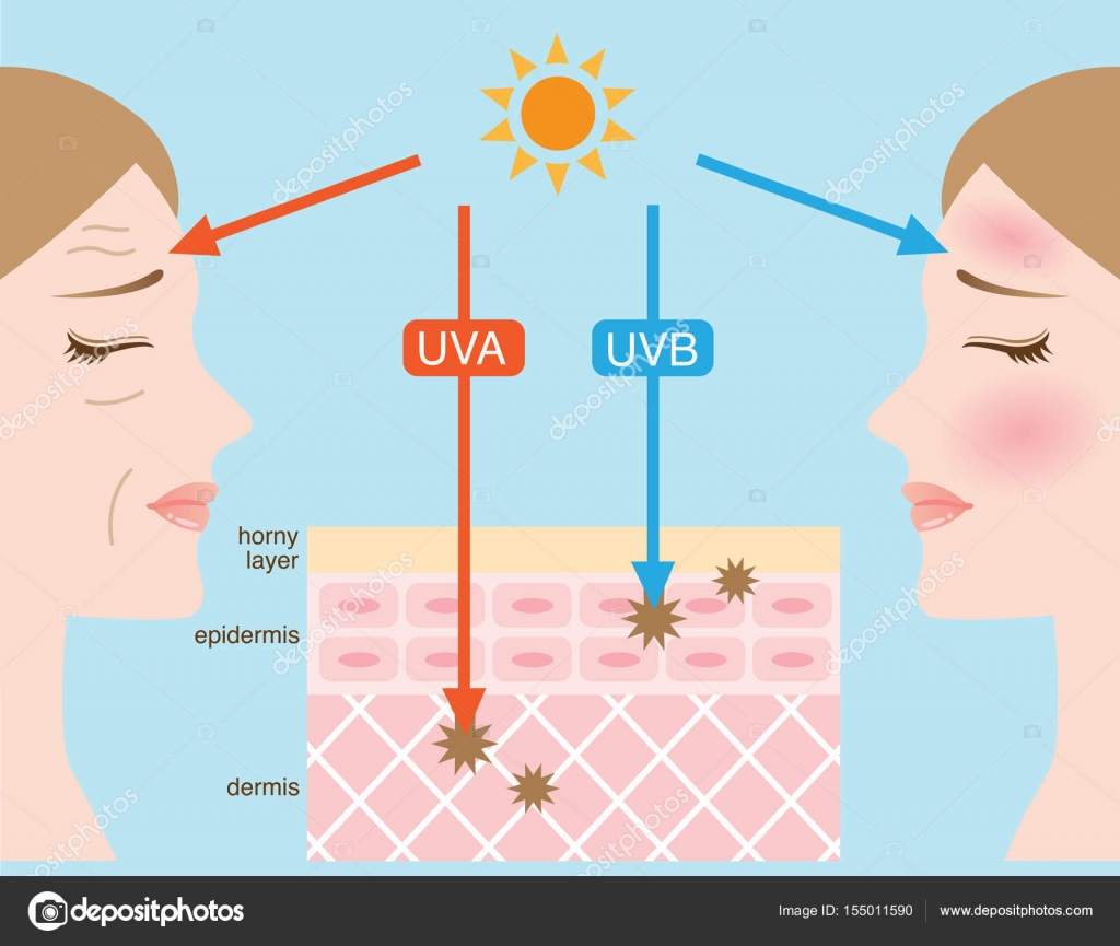 The difference between UVA and UVB rays penetration Stock Vector Image by ©mug5 #155011590