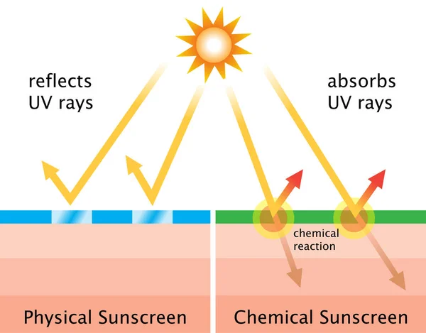 Diagram of ultraviolet rays and sunscreen Stock Vector Image by ©mug5 ...