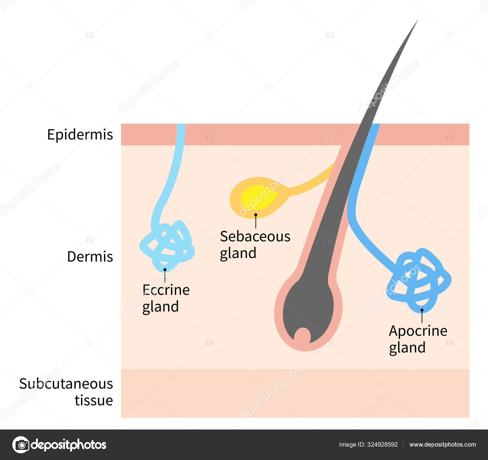 Diagrama De Glandulas Sebaceas 230+ Glándula Sudorípara