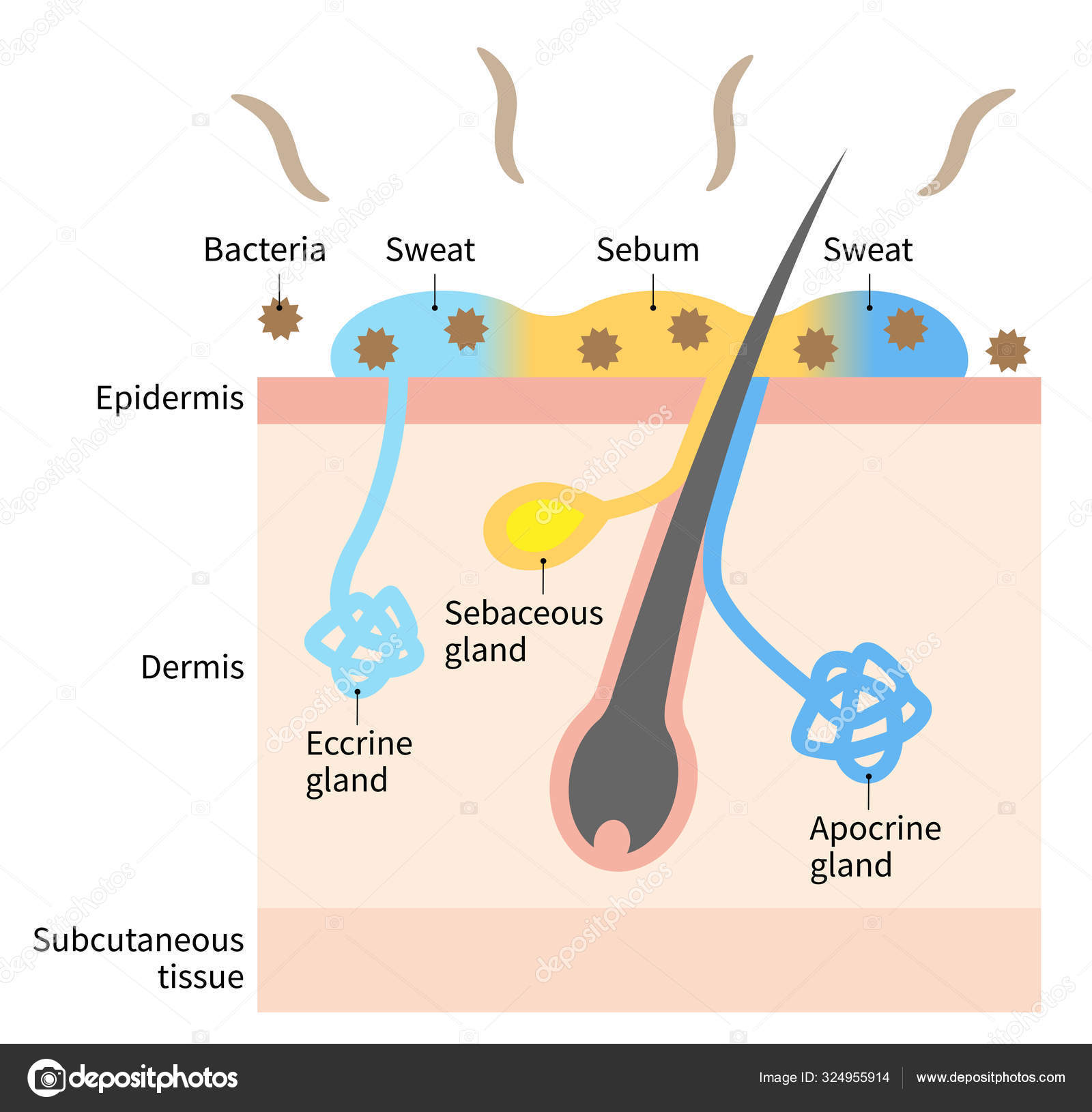 Diagram Body Odor Sweat Glands Human Skin Layer Illustration Medical ...