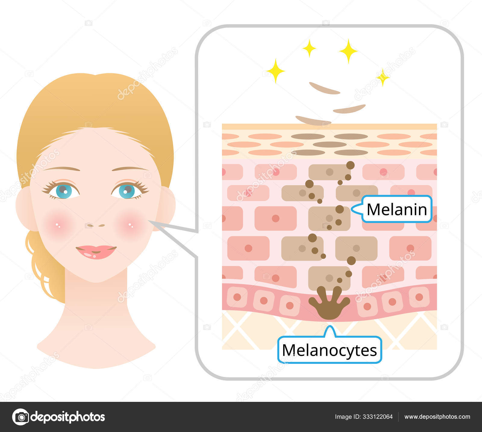 Human Skin Cell Turnover Anatomy Caucasian Woman Face Beauty Skin 스톡 벡터 ...