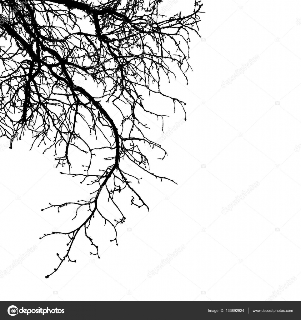 Realistic tree branches silhouette (Vector illustration).Eps10 — Stock ... Realistic tree branches silhouette (Vector illustration).Eps10 — Stock ...
