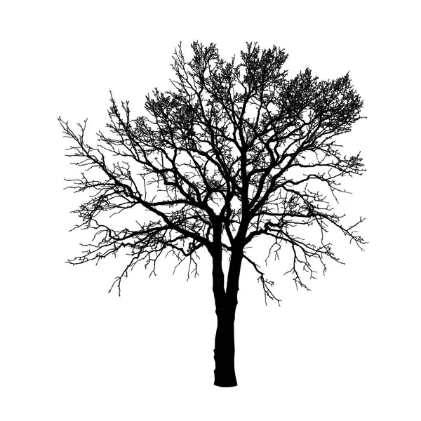 100,000 Tree without leaves Vector Images | Depositphotos