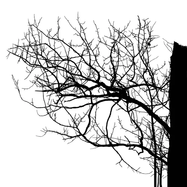 Realistic tree branches silhouette (Vector illustration).Eps10 — Stock ... Realistic tree branches silhouette (Vector illustration).Eps10 — Stock ...