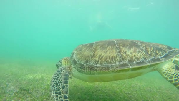 Big Sea Turtle Swimming Sideways Showing Shell — Stock Video ...