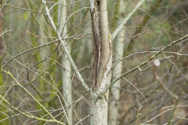 Big stick Stock Photos, Royalty Free Big stick Images | Depositphotos