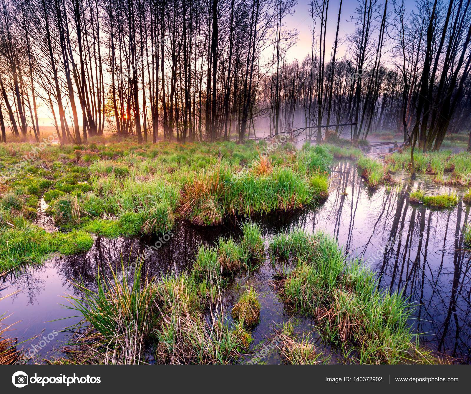 Beautiful Marsh Wetland