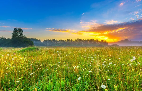 Calm and tranquil place with untouched wild meadow at sunrise — Stock ...