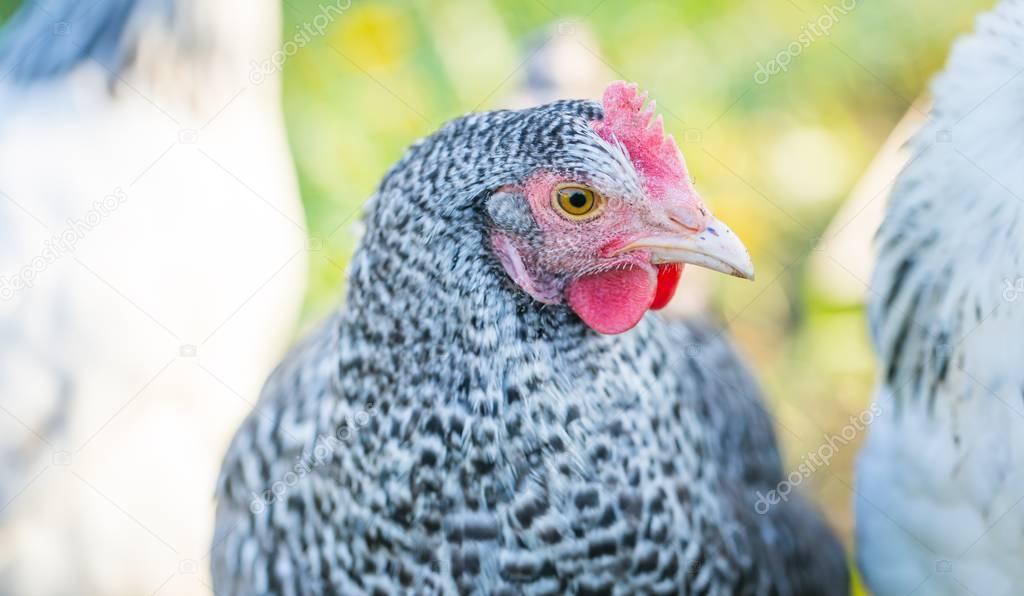 Images: hen face | Close up of hen face — Stock Photo © Milosz_ #160452822