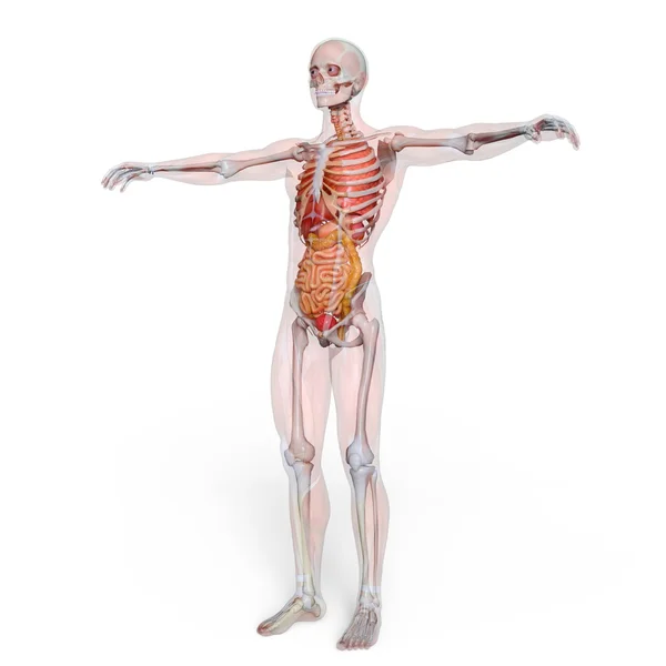 High quality anatomical models for medical students Stock Photos ...