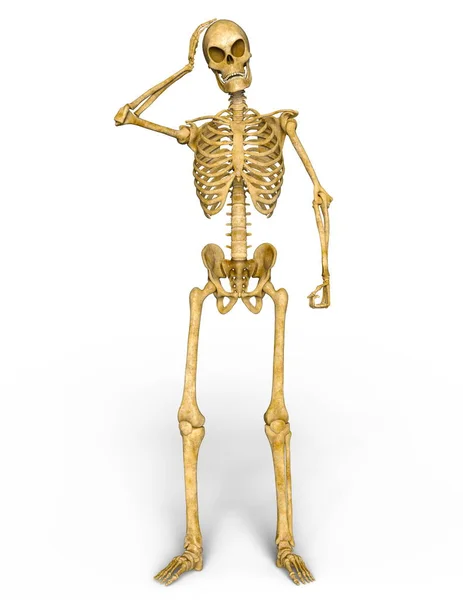 Skeleton muscles Stock Photos, Royalty Free Skeleton muscles Images ...