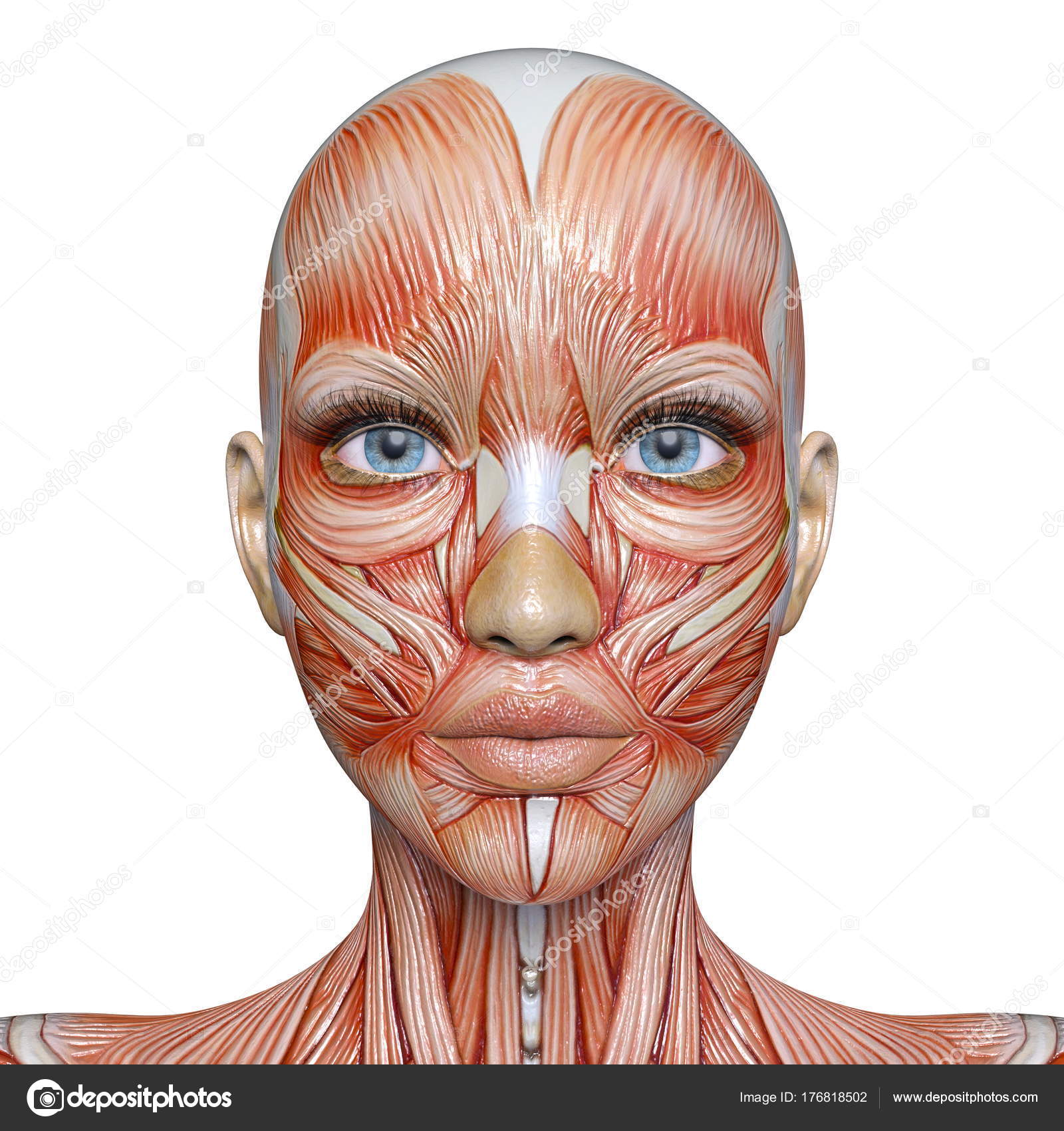 Rendering Female Lay Figure Stock Photo by ©TsuneoMP 176818502