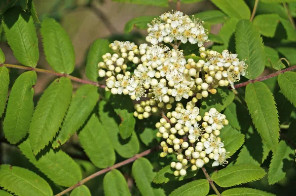 White sumac Stock Photos, Royalty Free White sumac Images | Depositphotos