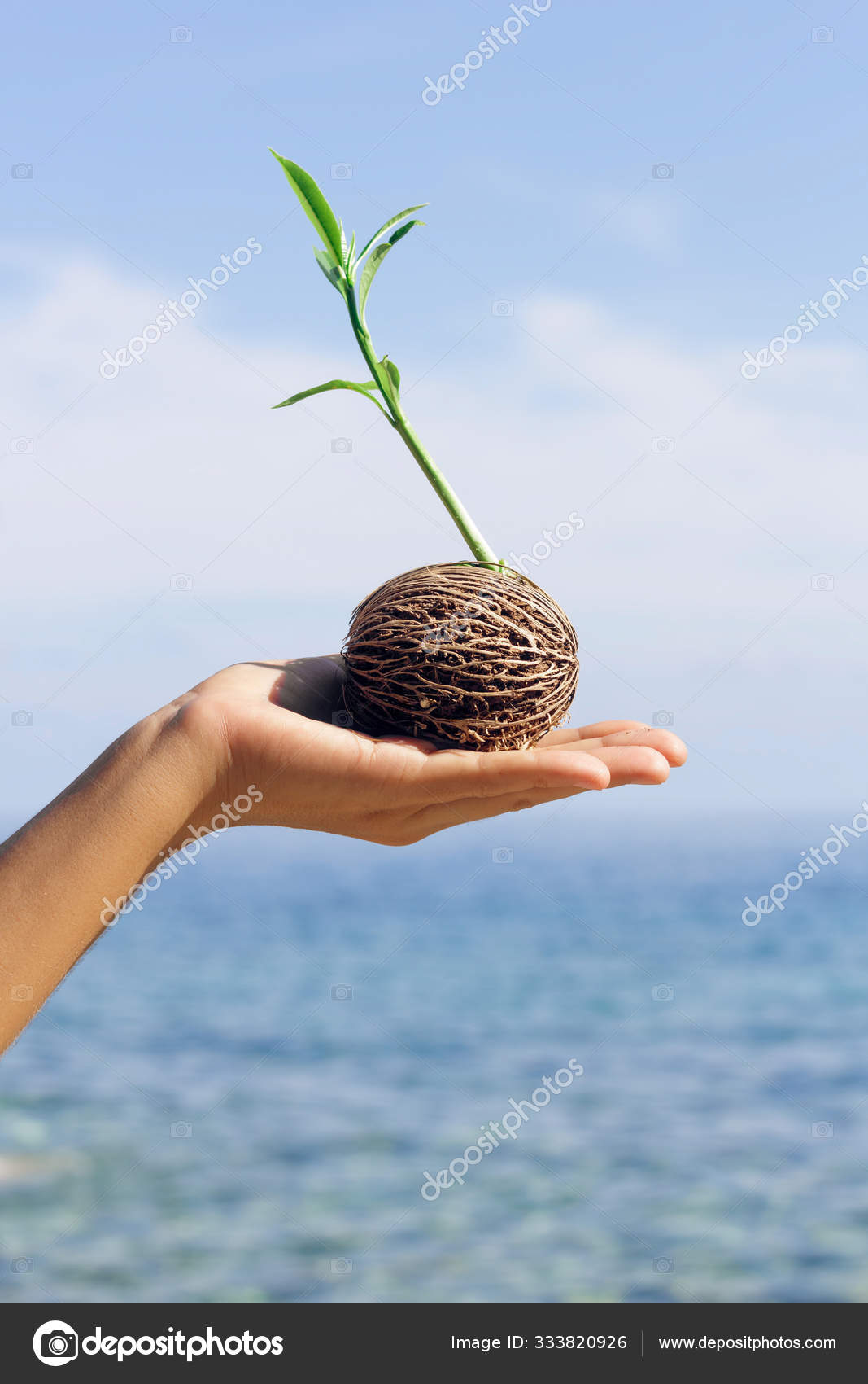 Closeup View Growing Coconut Hand Tropical Background — Stock Photo ...