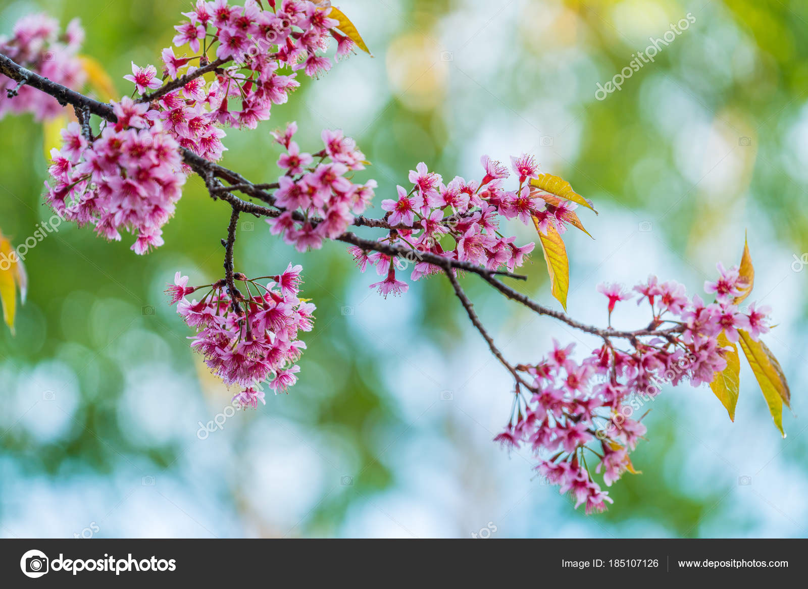 Pink wild himalayan cherry — Stock Photo © goldquest #185107126
