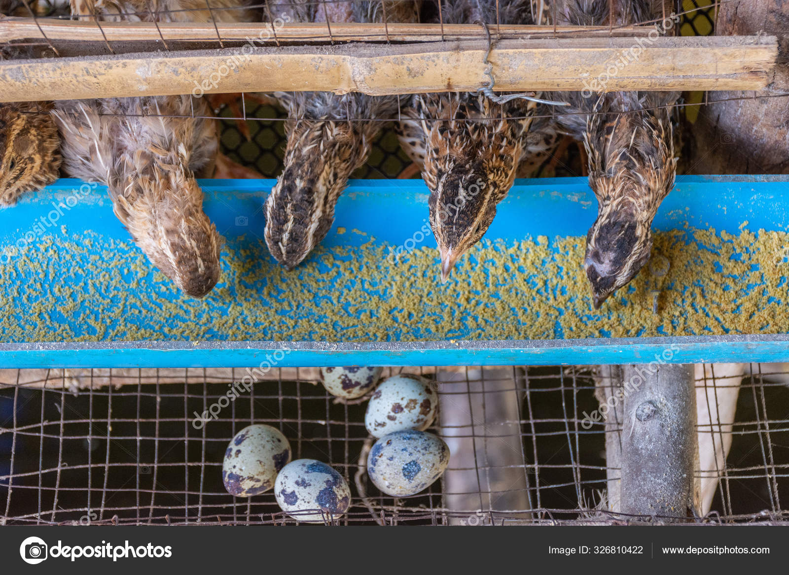 Grupo de codornices: fotografía de stock © goldquest #326810422 ...