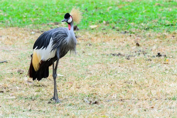 Eastern crowned crane Stock Photos, Royalty Free Eastern crowned crane ...