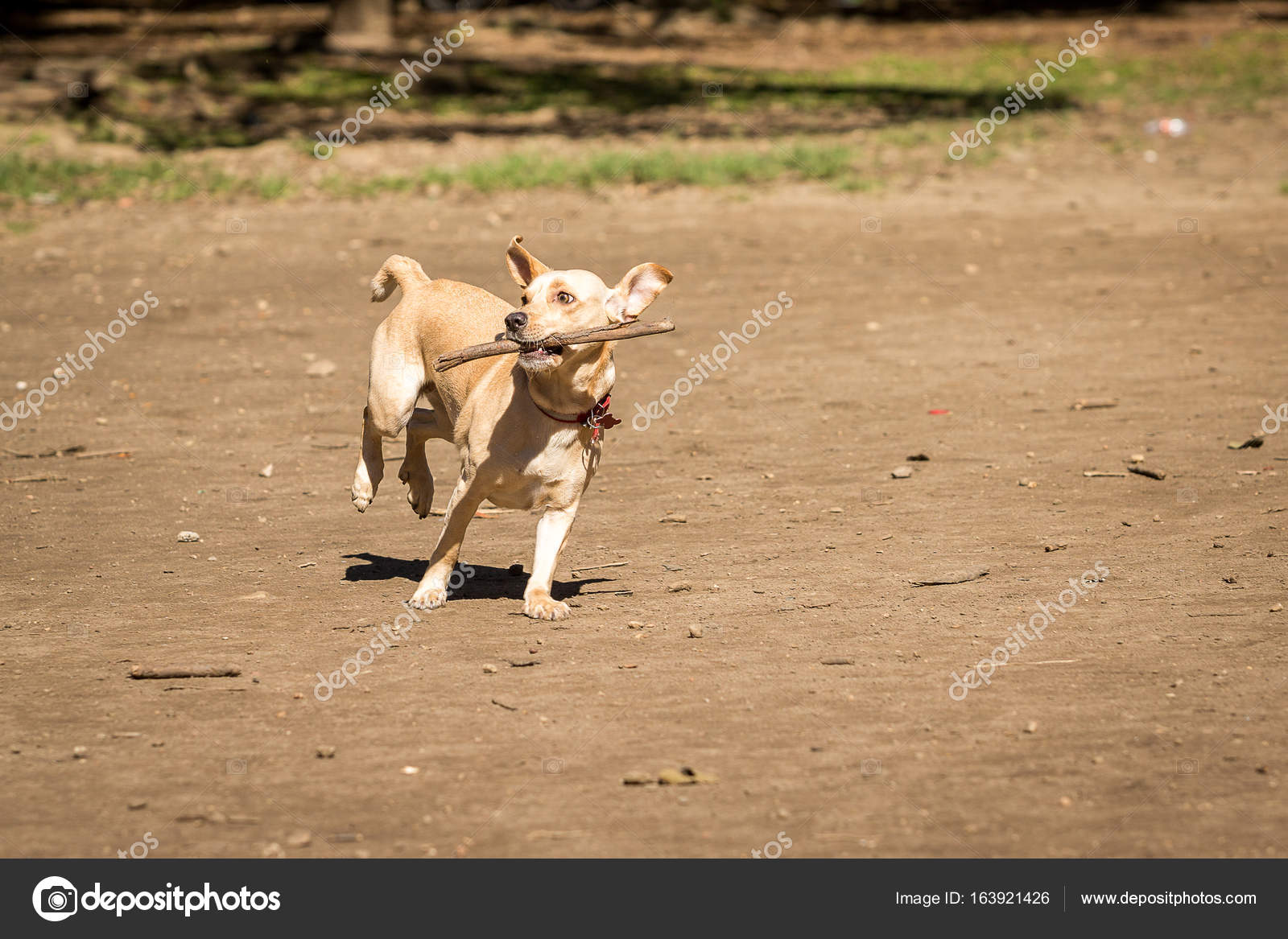 Mutt playing fetch stick Stock Photo by ©willbrasil21 163921426