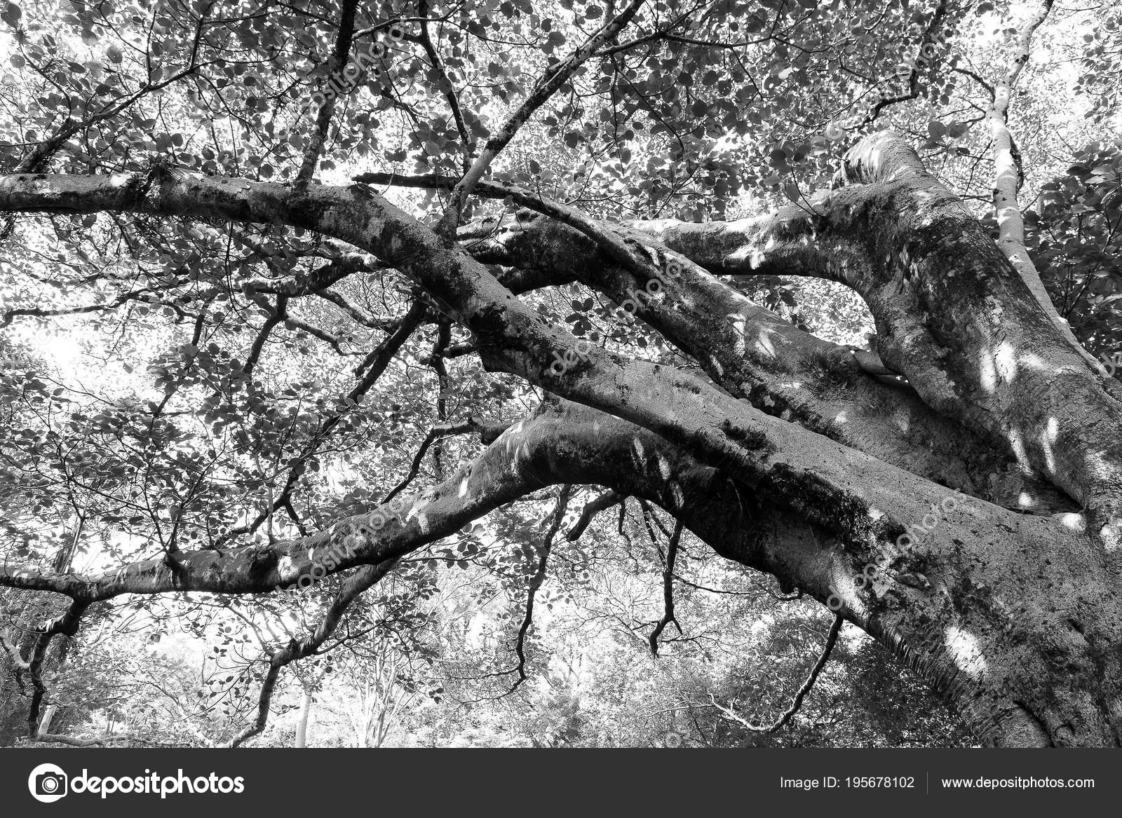 Ficus, fig tree — Stock Photo © willbrasil21 #195678102