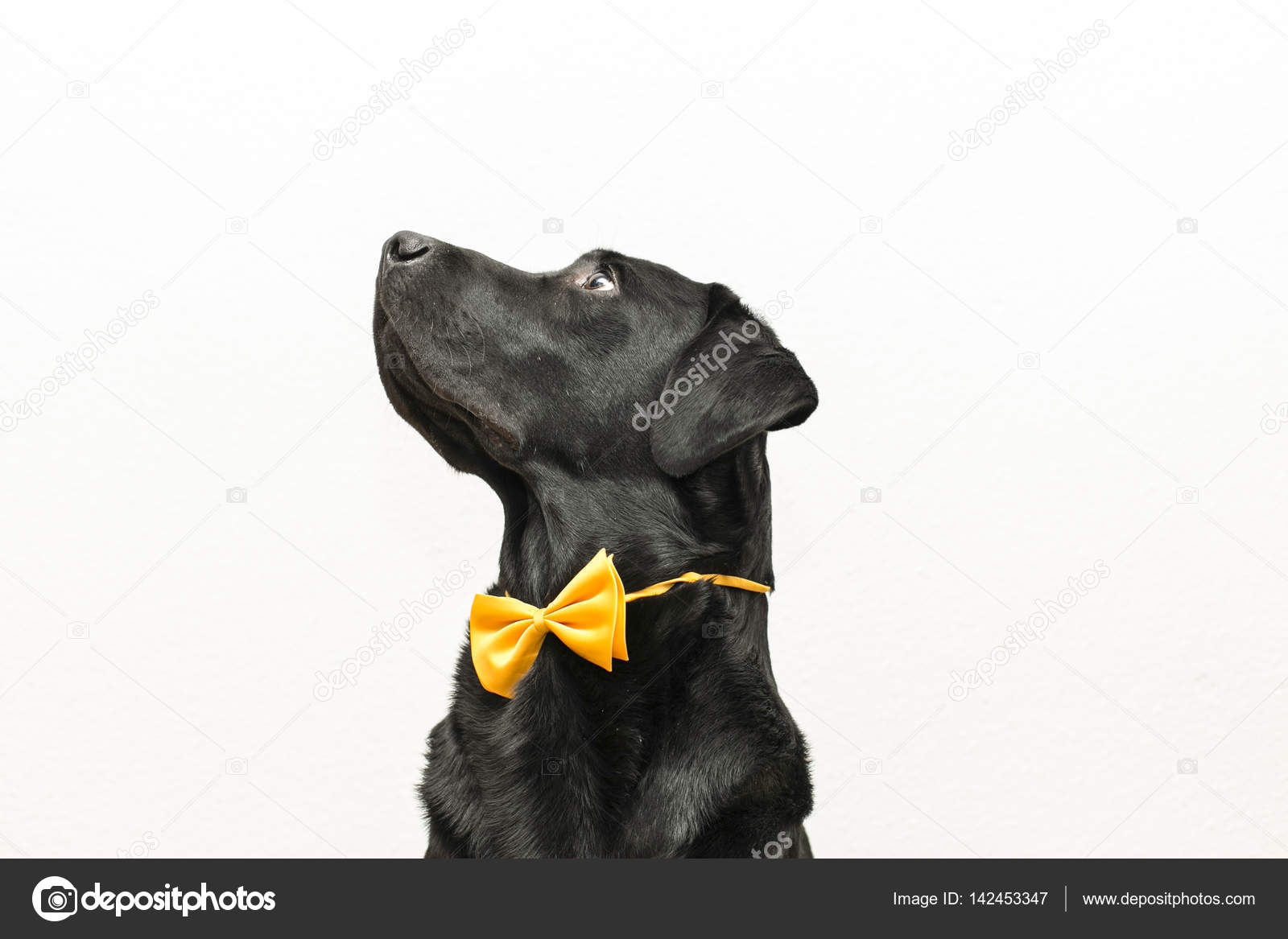 Dog portrait. front view. black labrador on white background — Stock ...