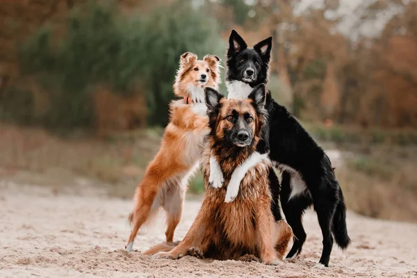 Three dogs Images - Search Images on Everypixel
