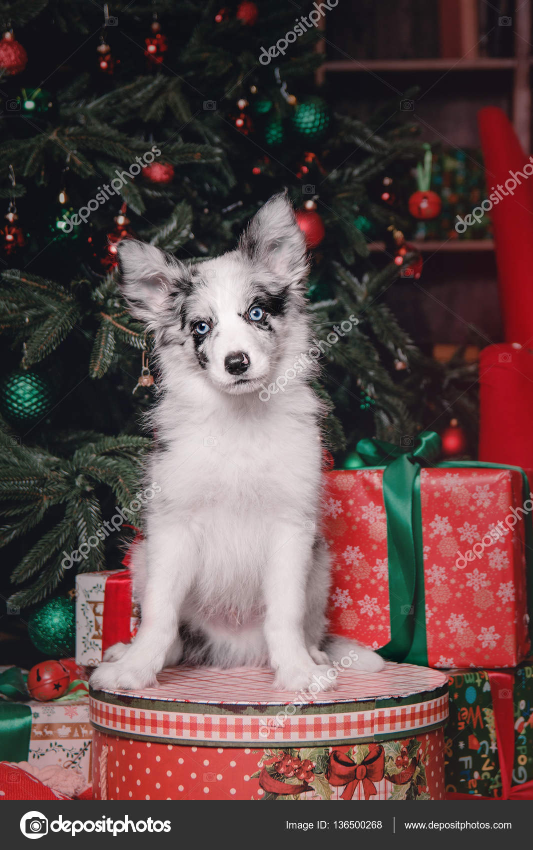 Dog Christmas Border