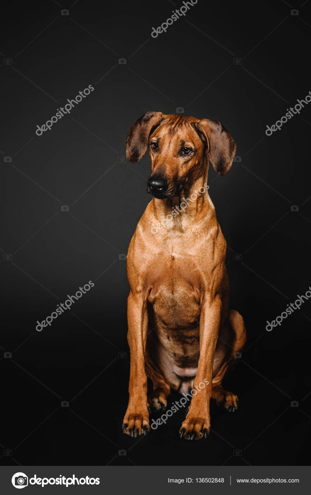 Black Ridgeback Dog