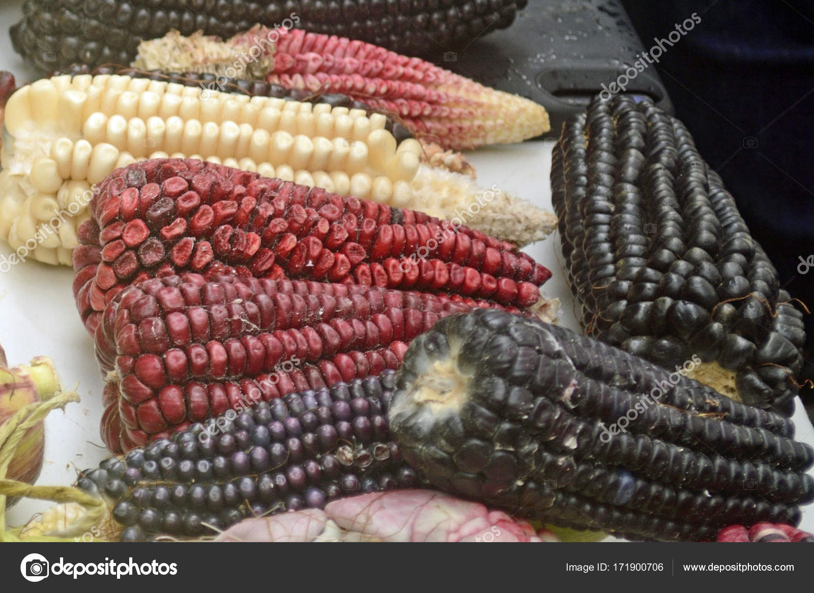 Undomesticated Corn