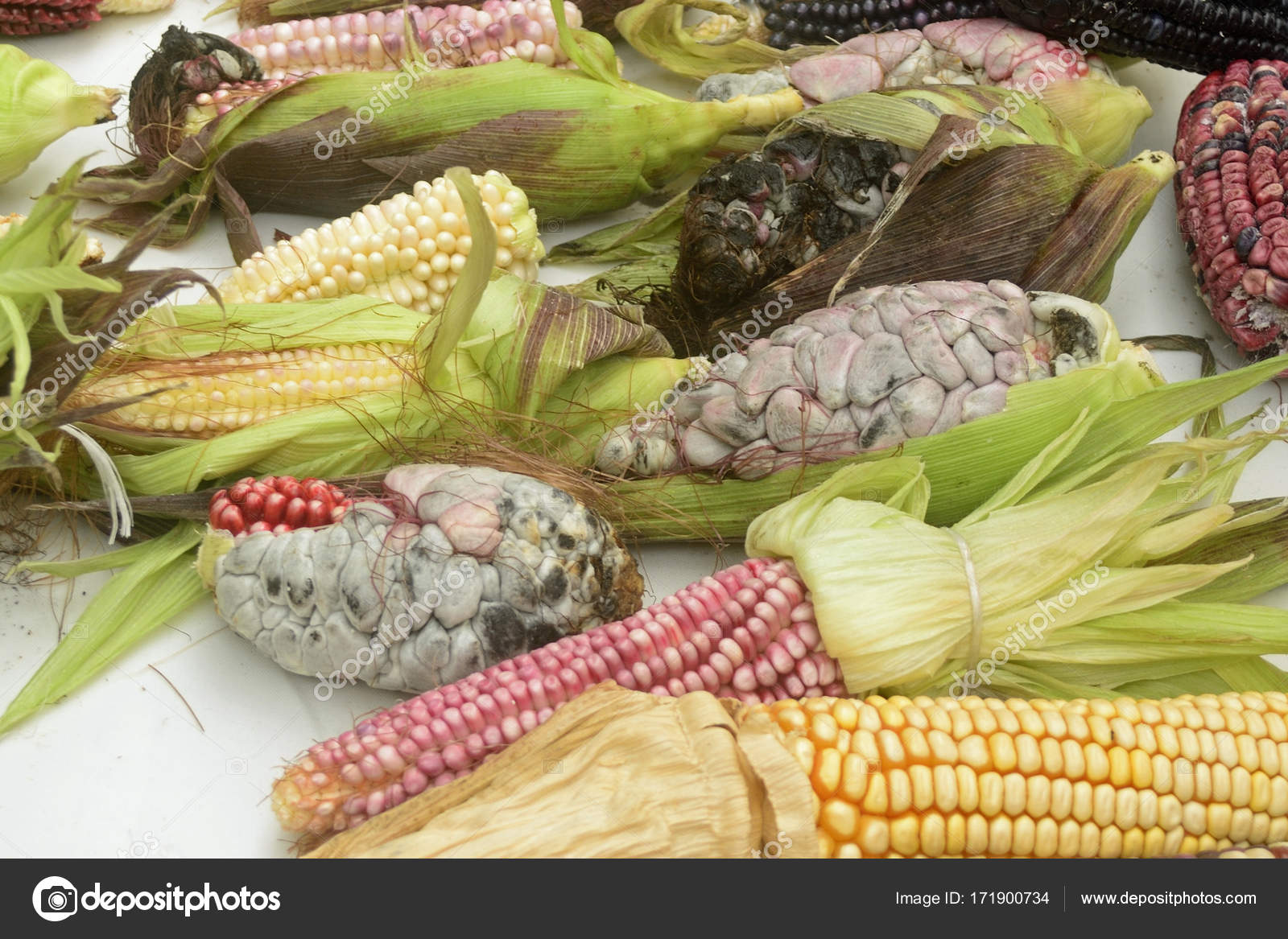 Wild Corn