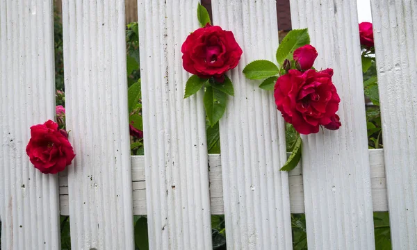 Roses fence Stock Photos, Royalty Free Roses fence Images | Depositphotos