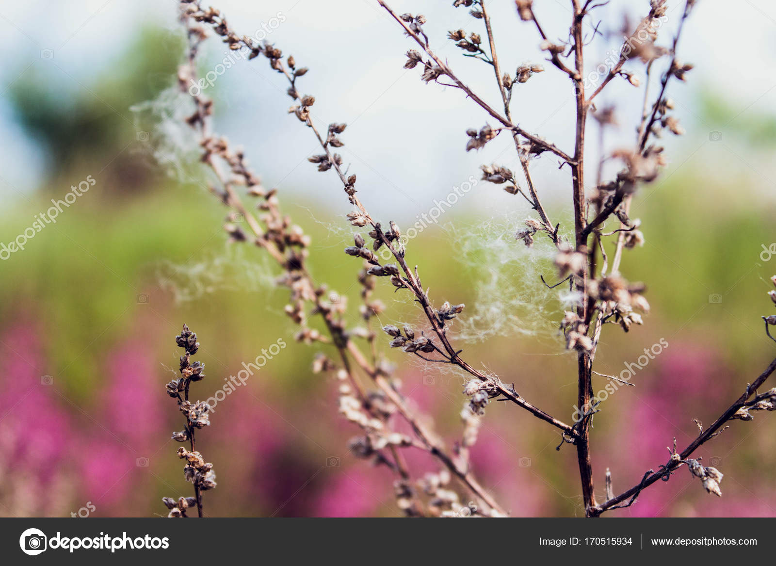 Withered tree branch with buds and cobweb Stock Photo by ©anastaziyaaaa ...