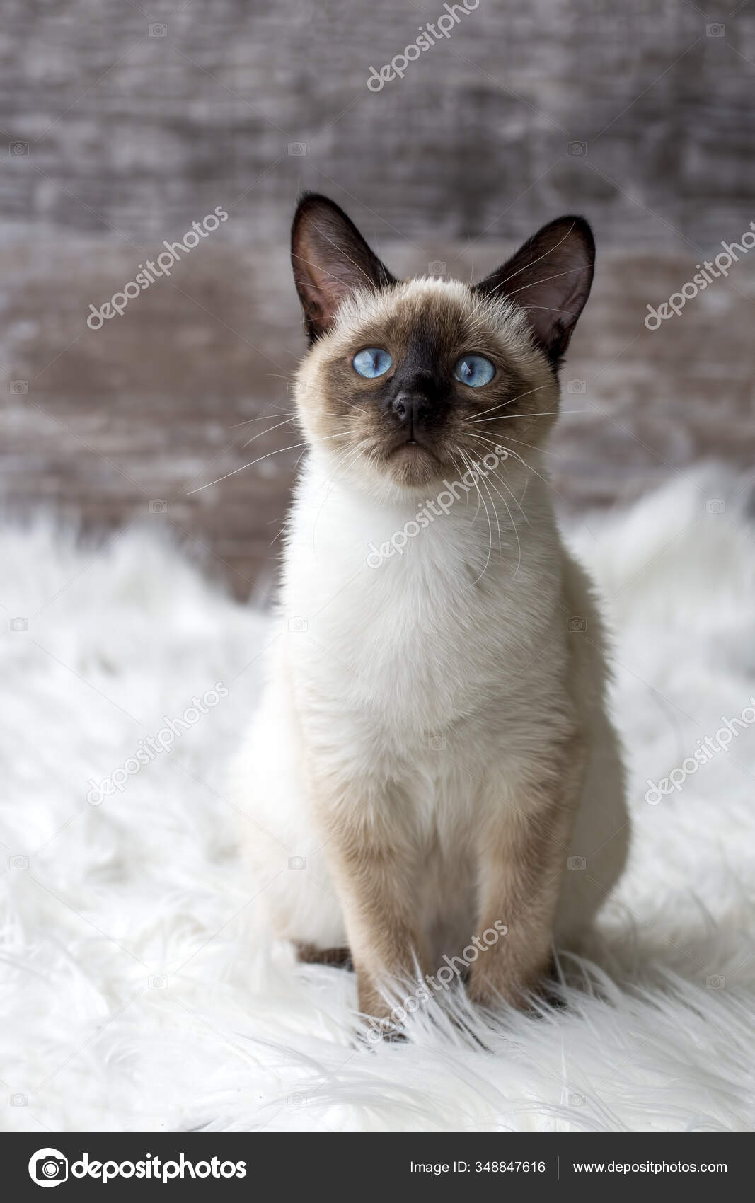 Cute Siamese Kittens