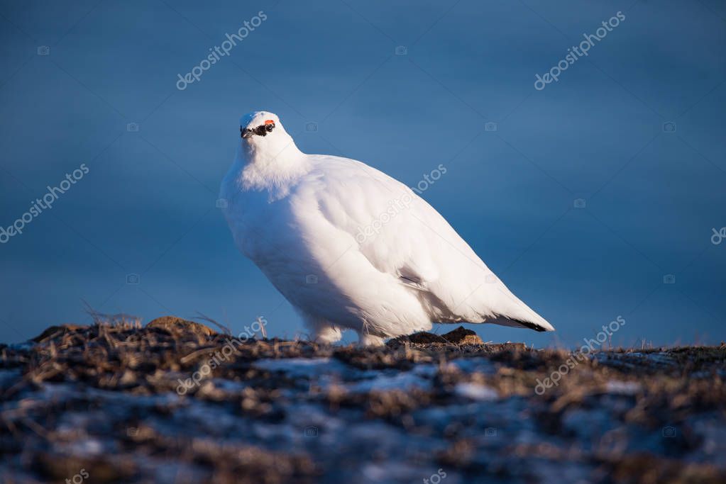 primer plano de una perdiz polar blanca en un día soleado de invierno ...