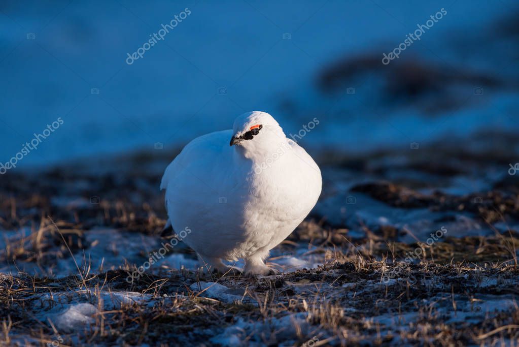 primer plano de una perdiz polar blanca en un día soleado de invierno ...