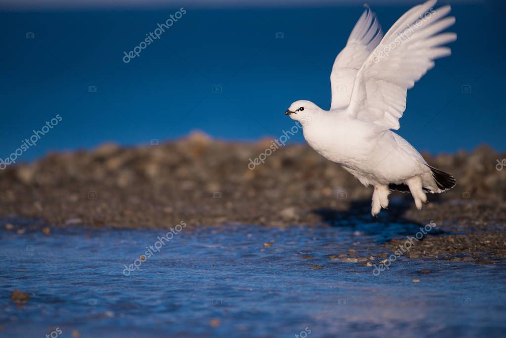 primer plano de una perdiz polar blanca en un día soleado de invierno ...