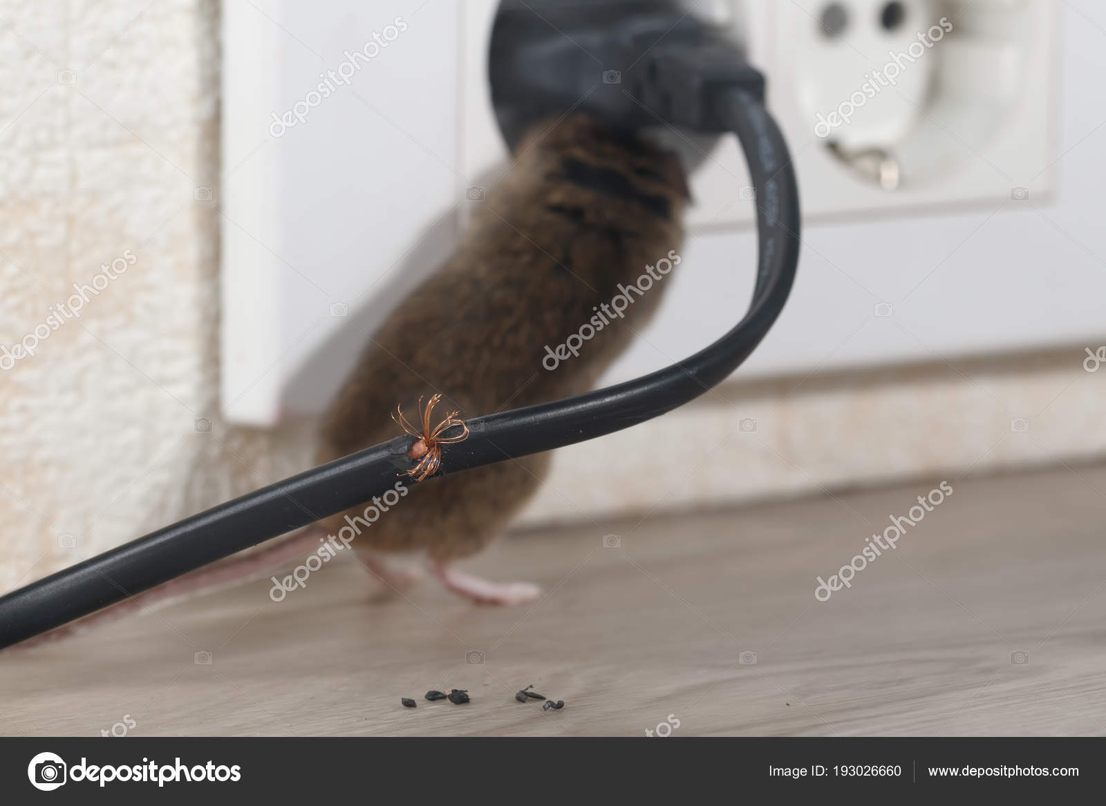 Closeup Gnawed Wire Background Mouse Climbs Outlet High Rise Buildings ...