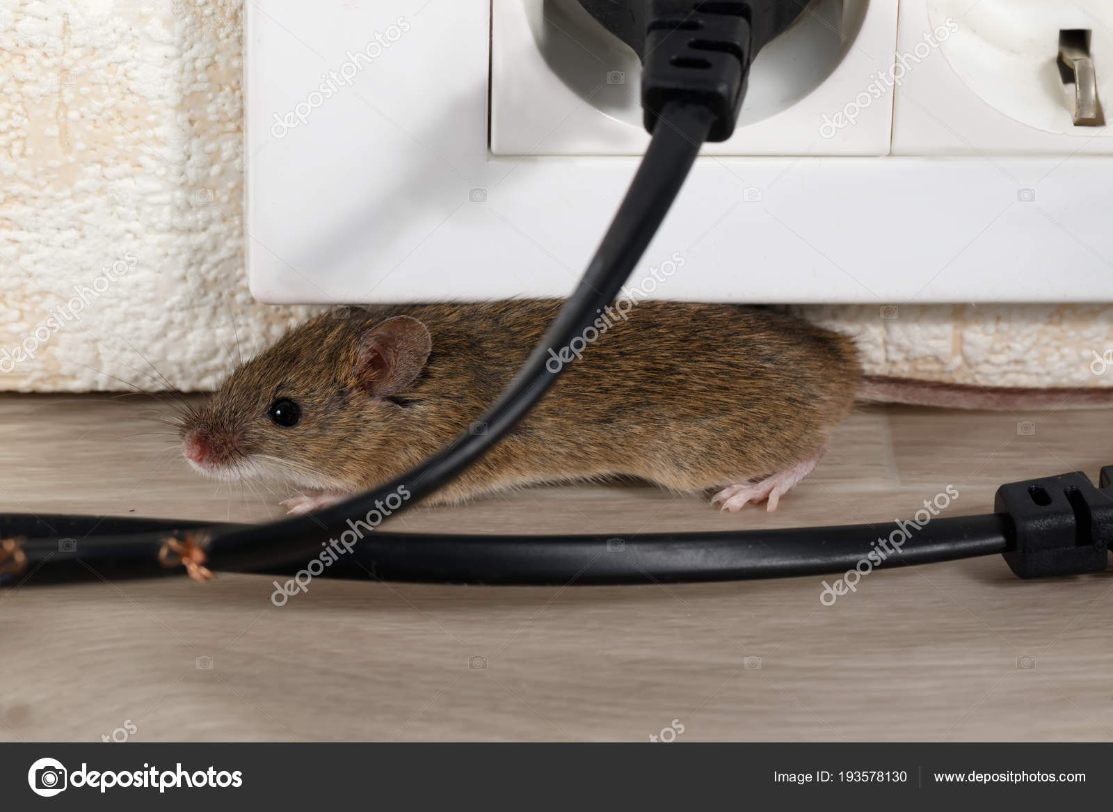 Closeup Mouse Lies Corner Broken Wire High Rise Buildings Fight ⬇ Stock ...