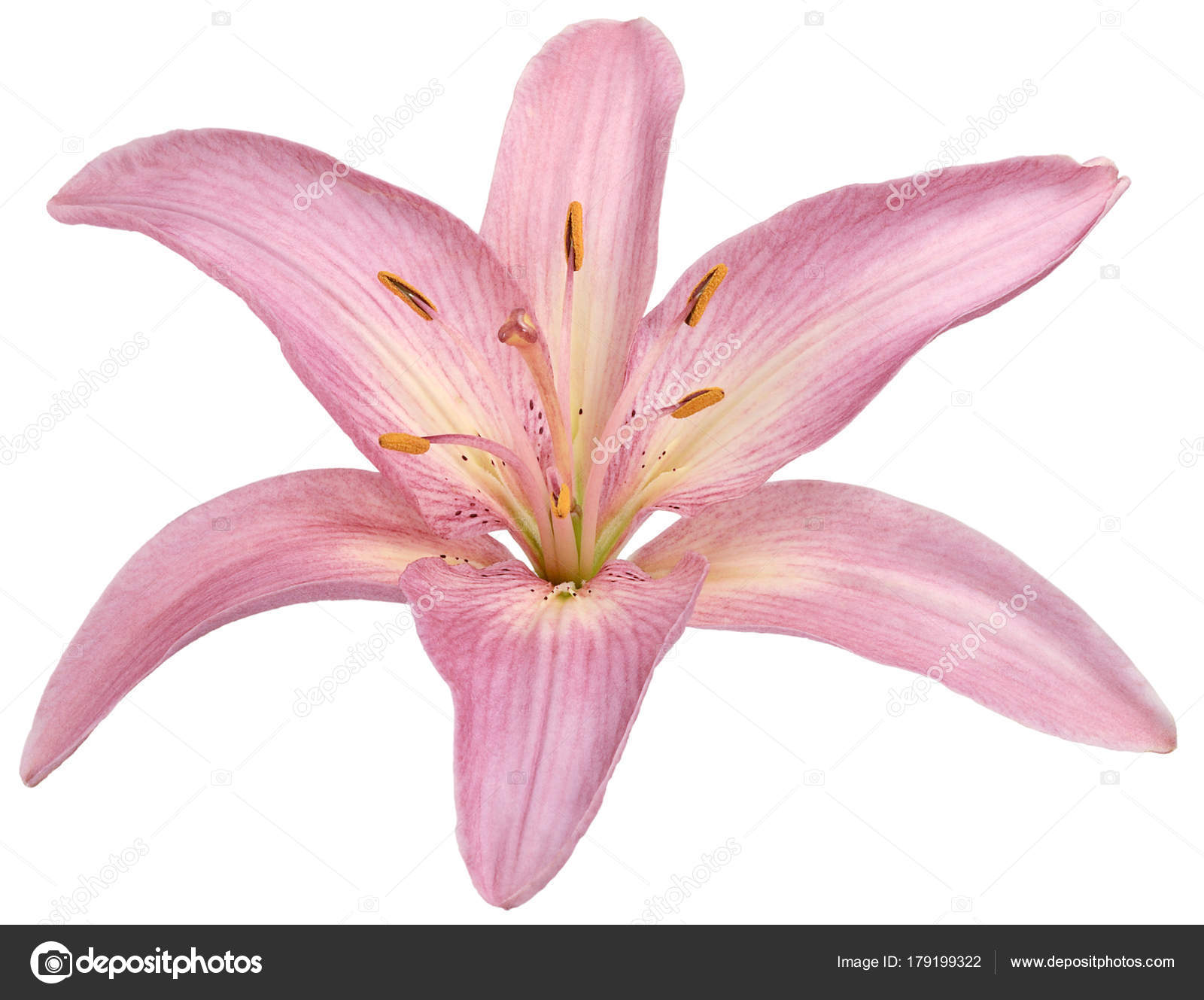 Pink lilies in full bloom — Stock Photo © kub_1212 #179199322